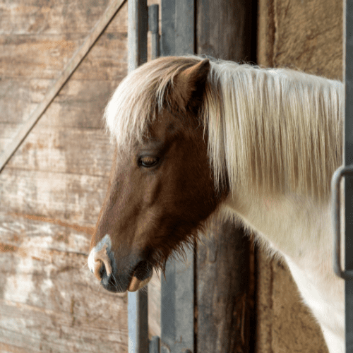 HarBet Lodge | Best Ranch Hotel Texas 30 Minutes To Houston